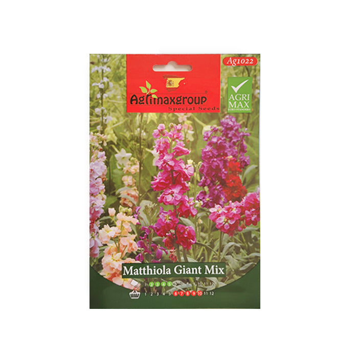 Matthiola Giant Mix – EsnadAgro